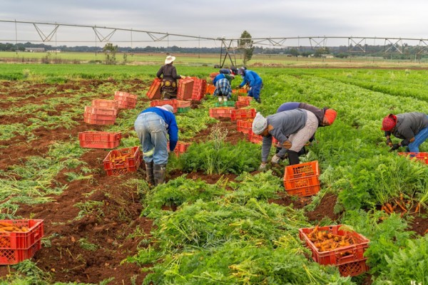 Conventionally grown produce