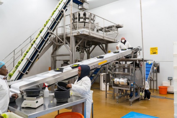 Substantial production capacity from Harvestfresh packing facilities