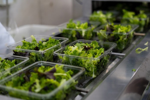 Substantial production capacity from Harvestfresh packing facilities