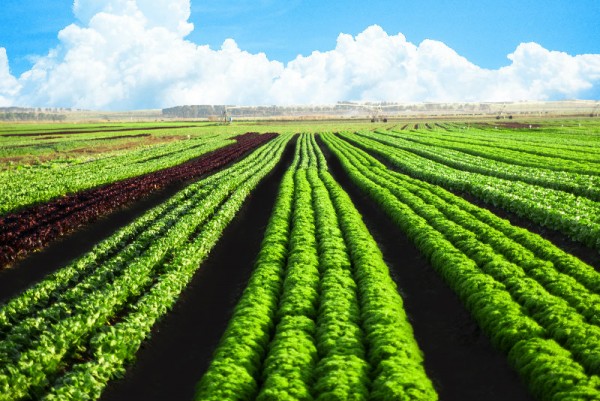 Conventionally grown produce