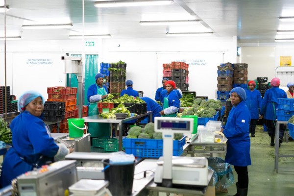 Substantial production capacity from Harvestfresh packing facilities