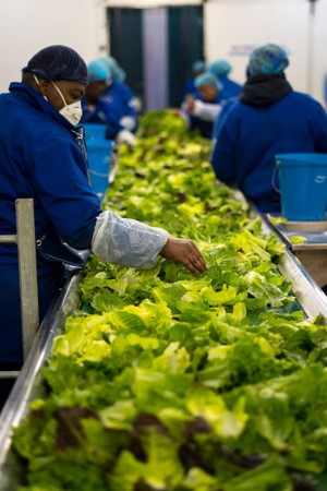 Substantial production capacity from Harvestfresh packing facilities